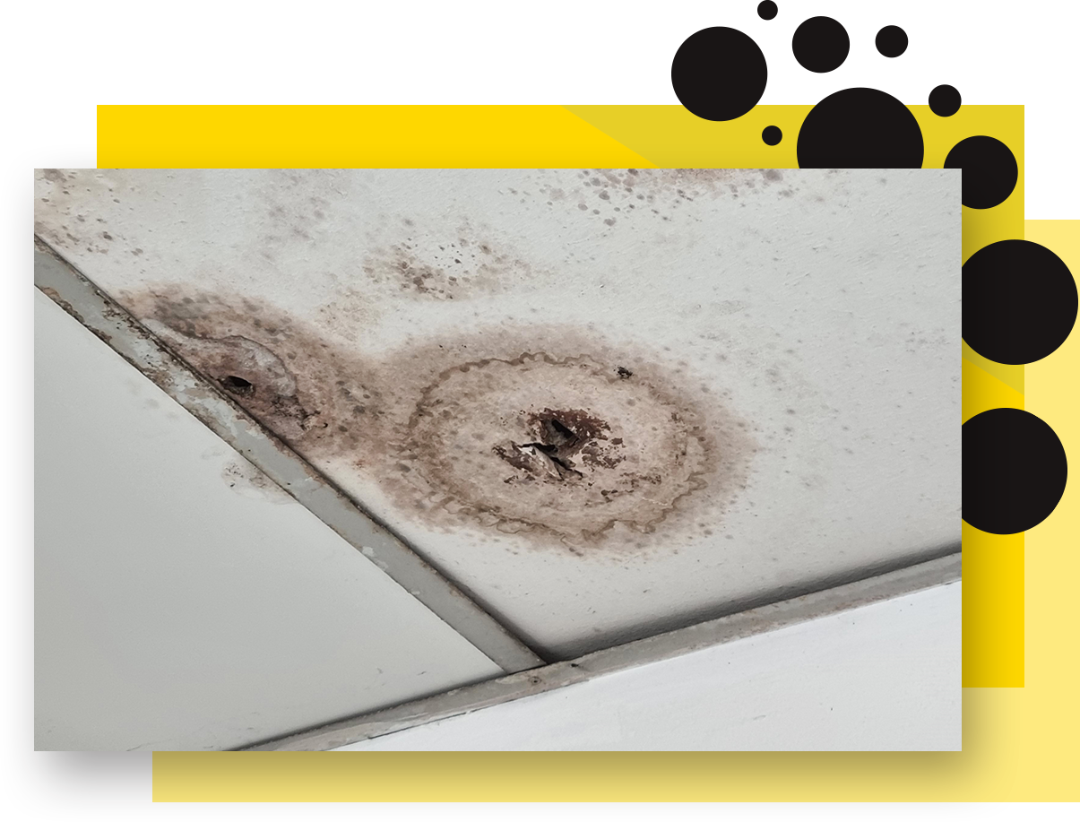 Mold damage – ASDT